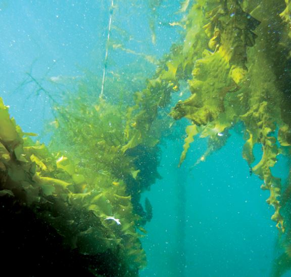 Stichting Noordzeeboerderij Start: zeewier teelt op Noordzee